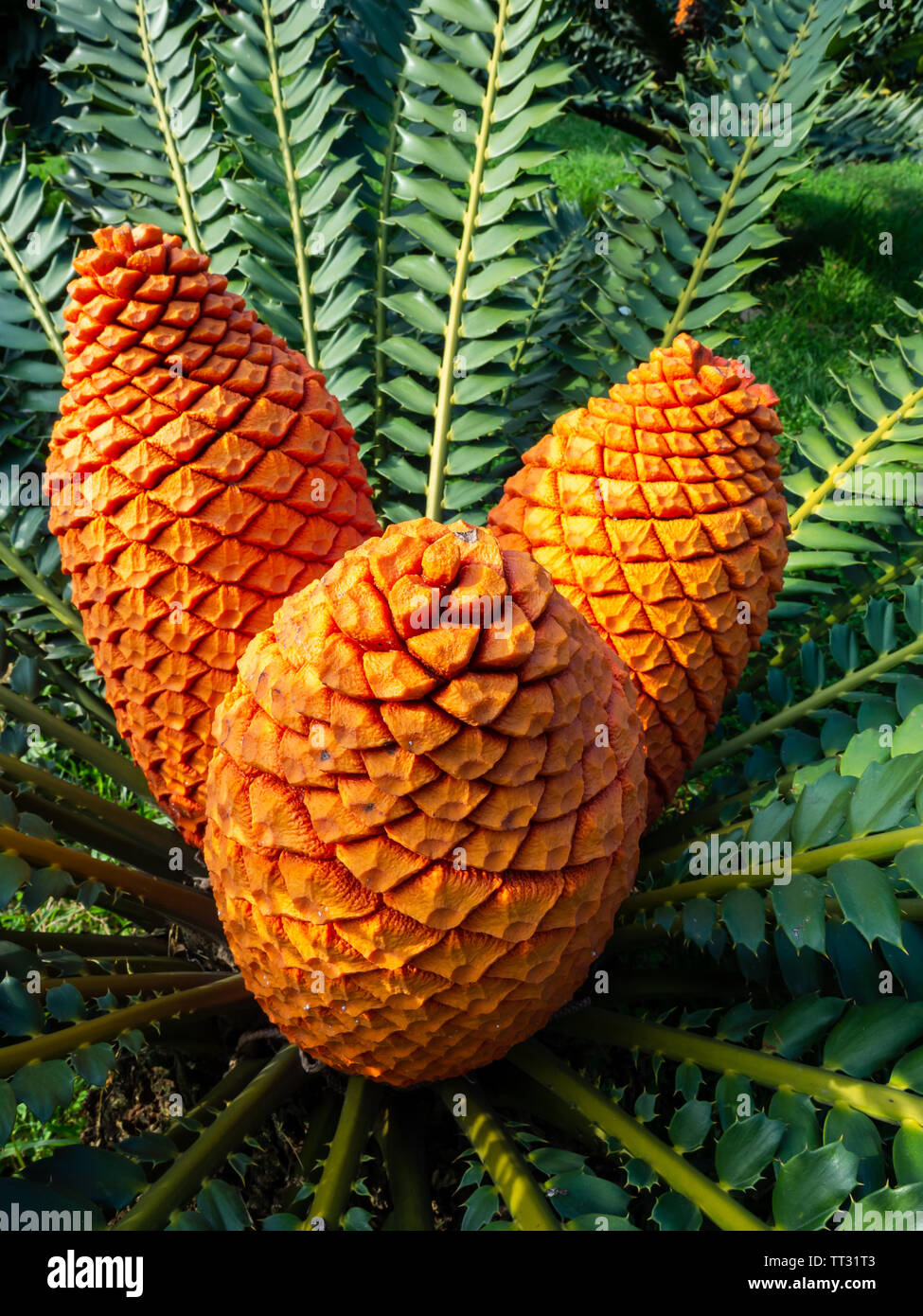 Durban botanic gardens south africa hi-res stock photography and images ...