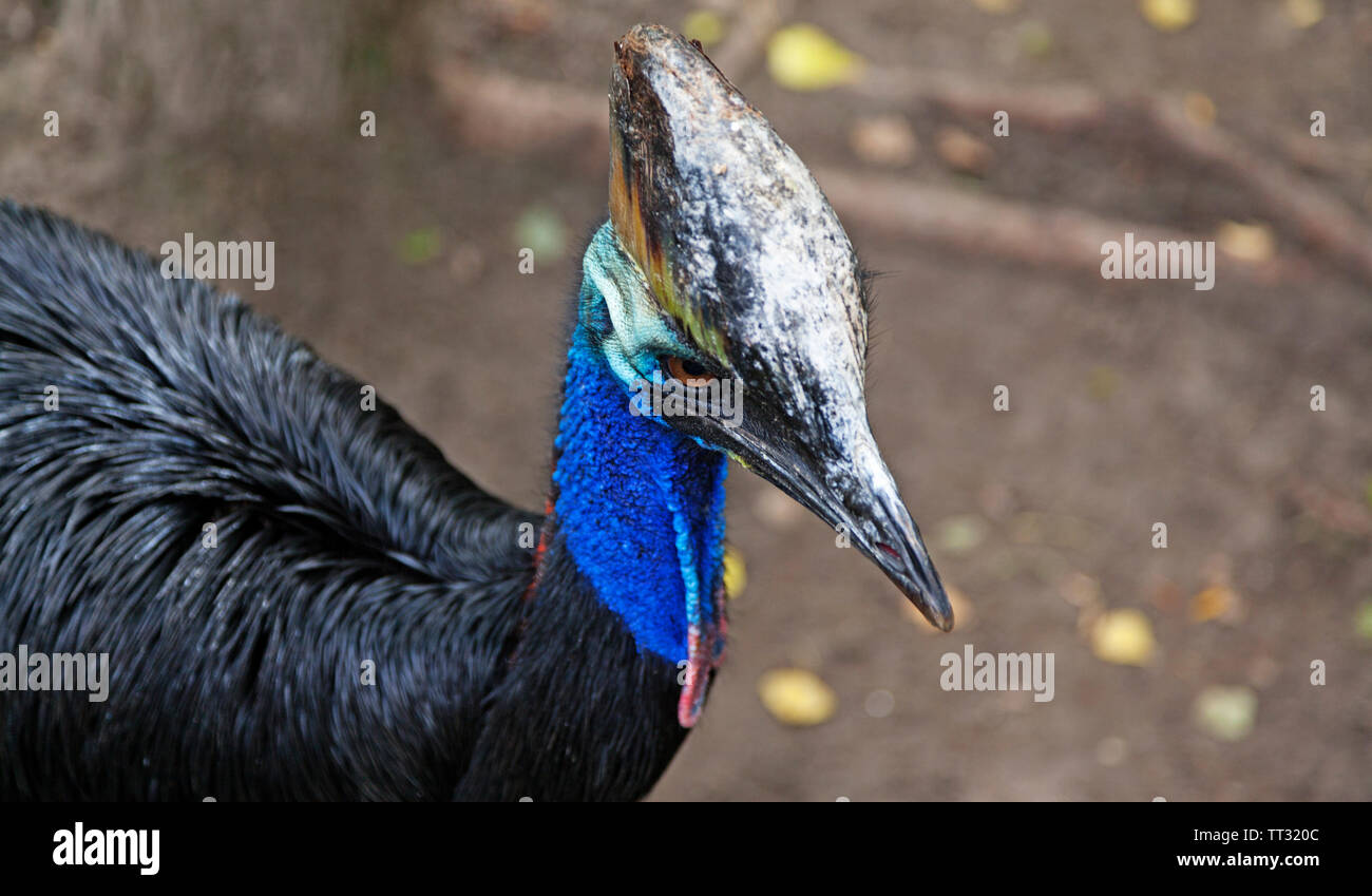 Cassowary Feathers High Resolution Stock Photography and Images - Alamy