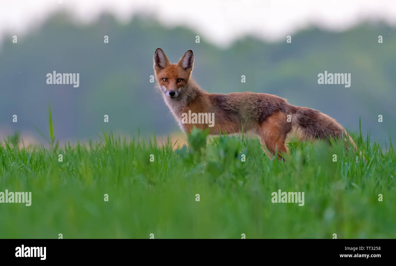 Fox standing hi-res stock photography and images - Alamy