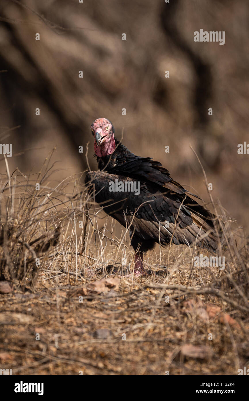 red headed vulture or sarcogyps calvus or pondicherry vulture close up ...