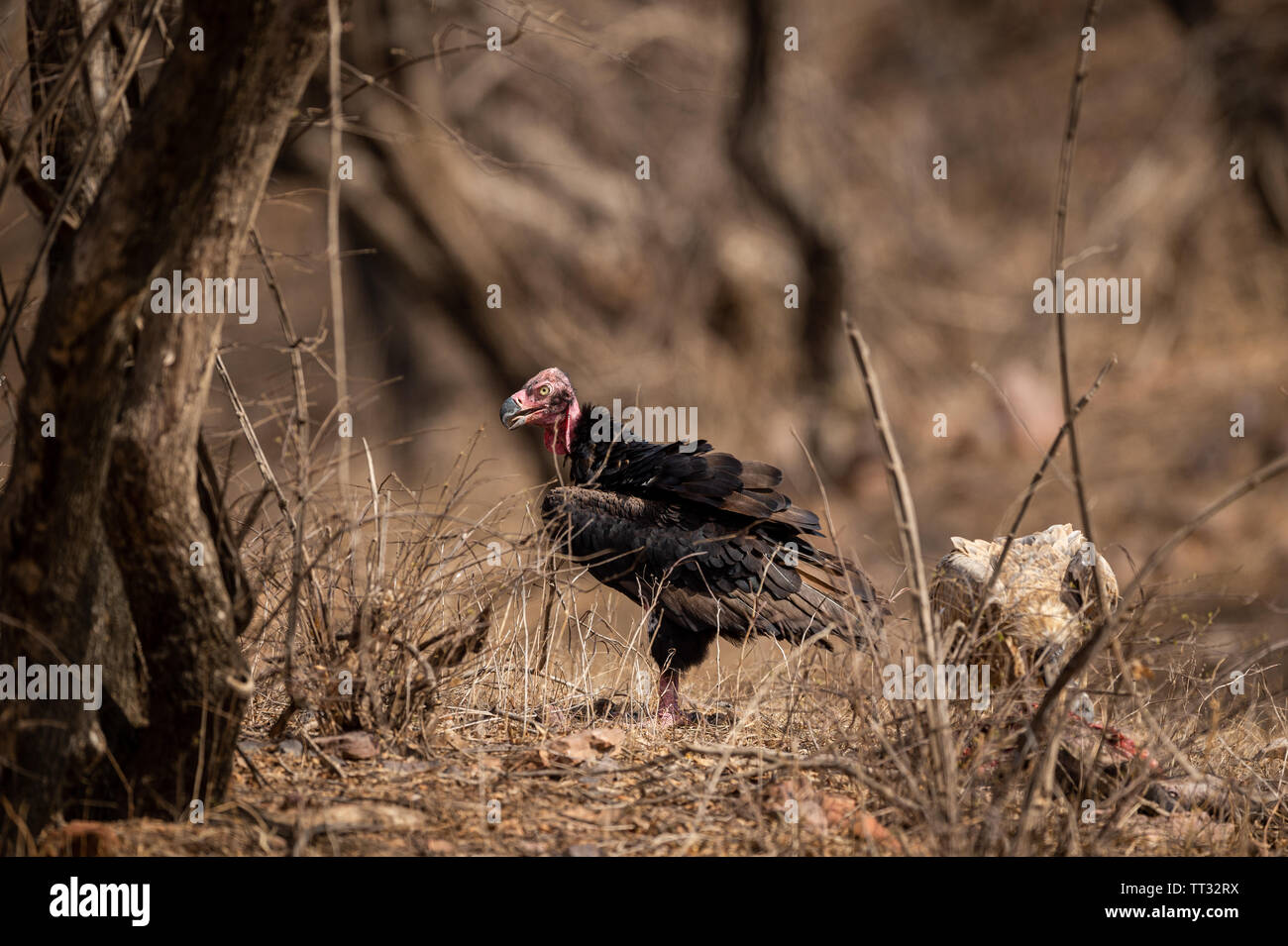 Indian King Vulture High Resolution Stock Photography and Images - Alamy