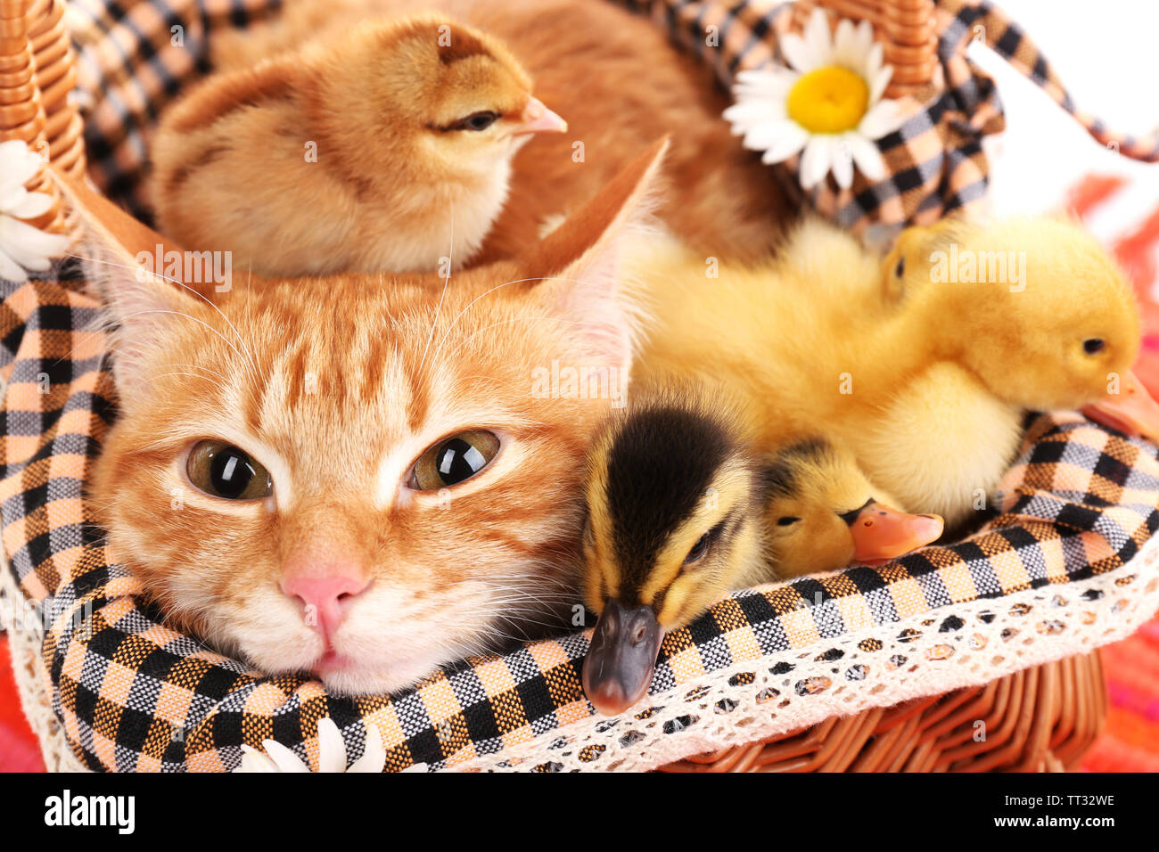 Chickens huddle hi-res stock photography and images - Alamy