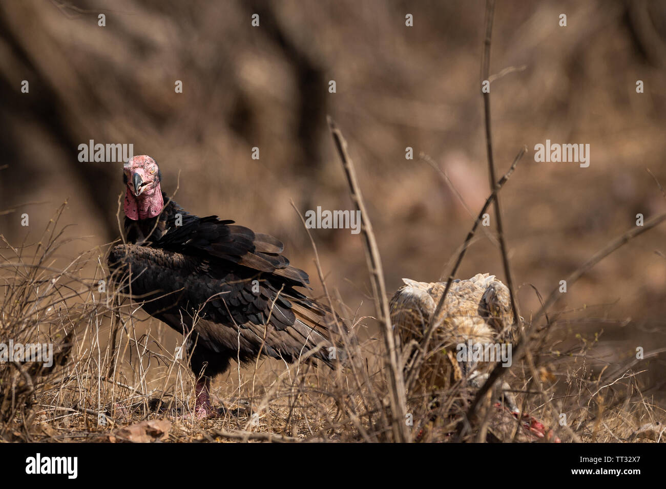 red headed vulture or sarcogyps calvus or pondicherry vulture close up ...