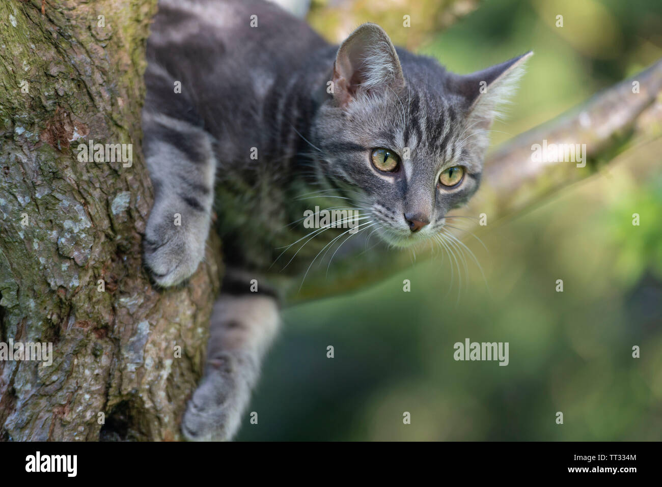 Cat climbing tree hi-res stock photography and images - Alamy