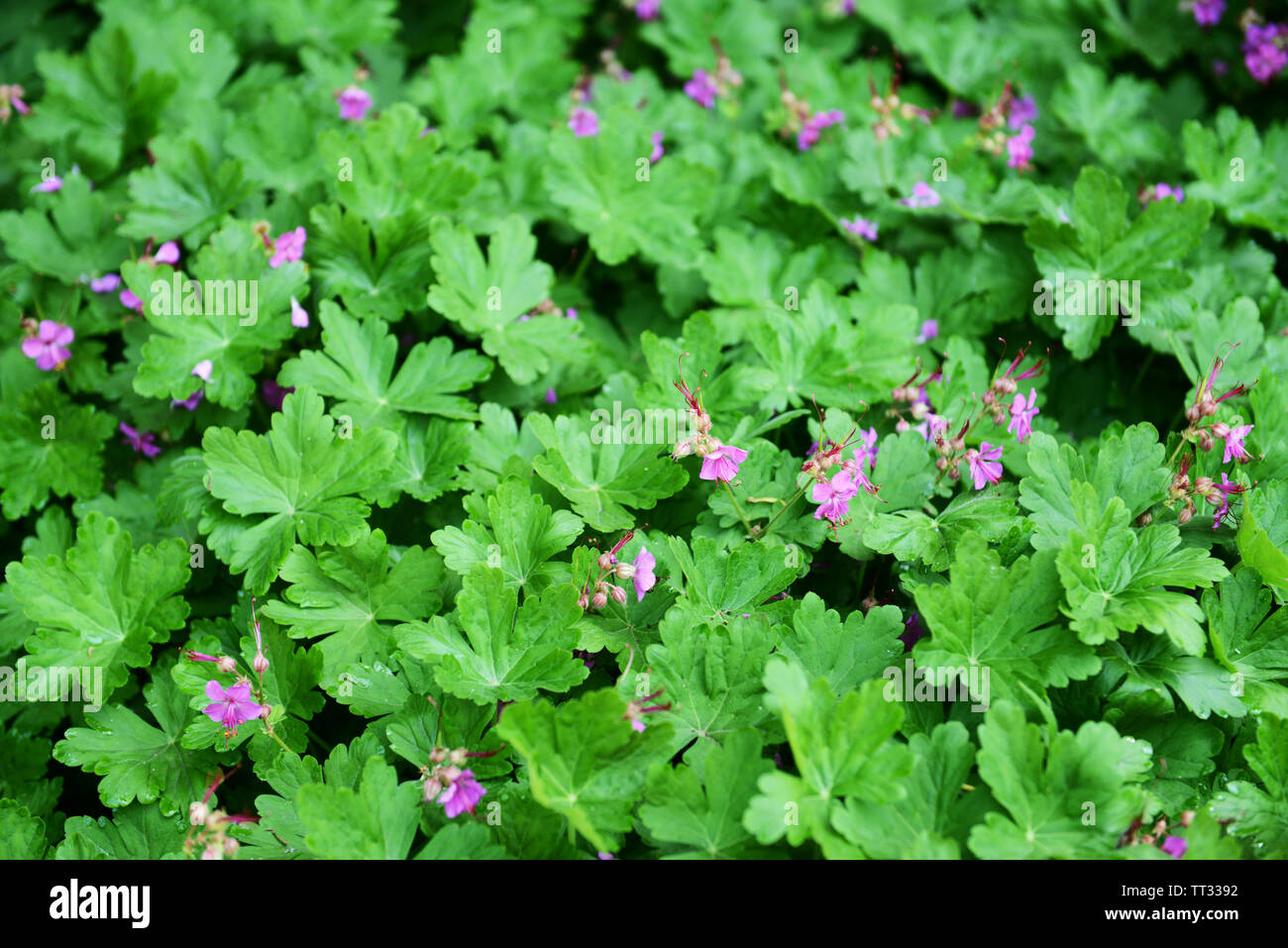 Beautiful spring leaves on tree outdoors Stock Photo - Alamy