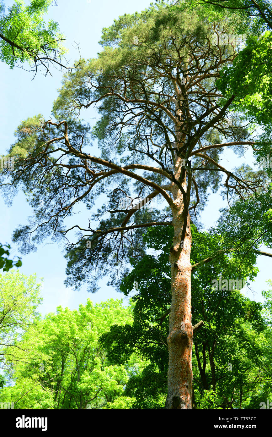 Beautiful trees in forest Stock Photo - Alamy