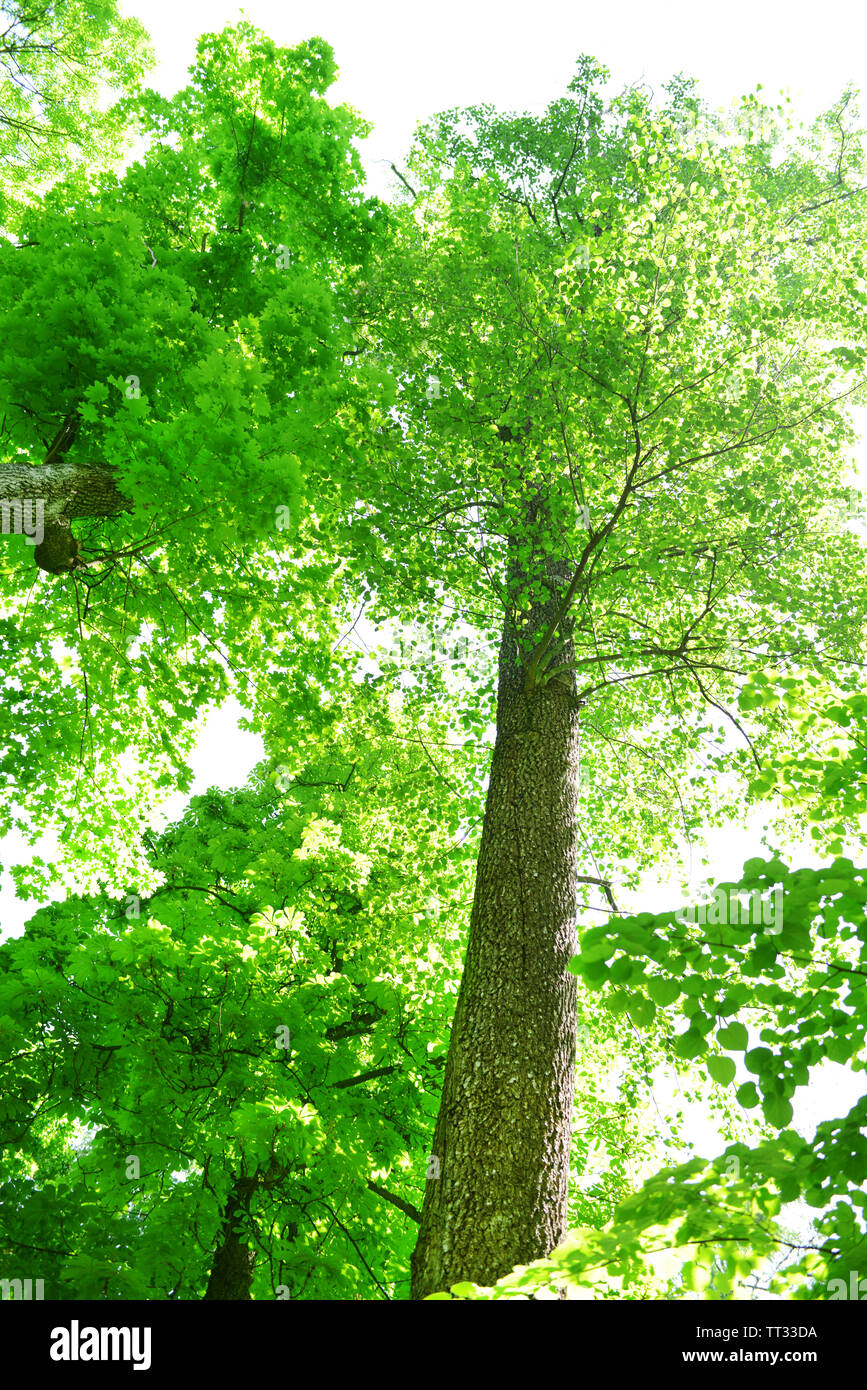 Beautiful trees in forest Stock Photo - Alamy