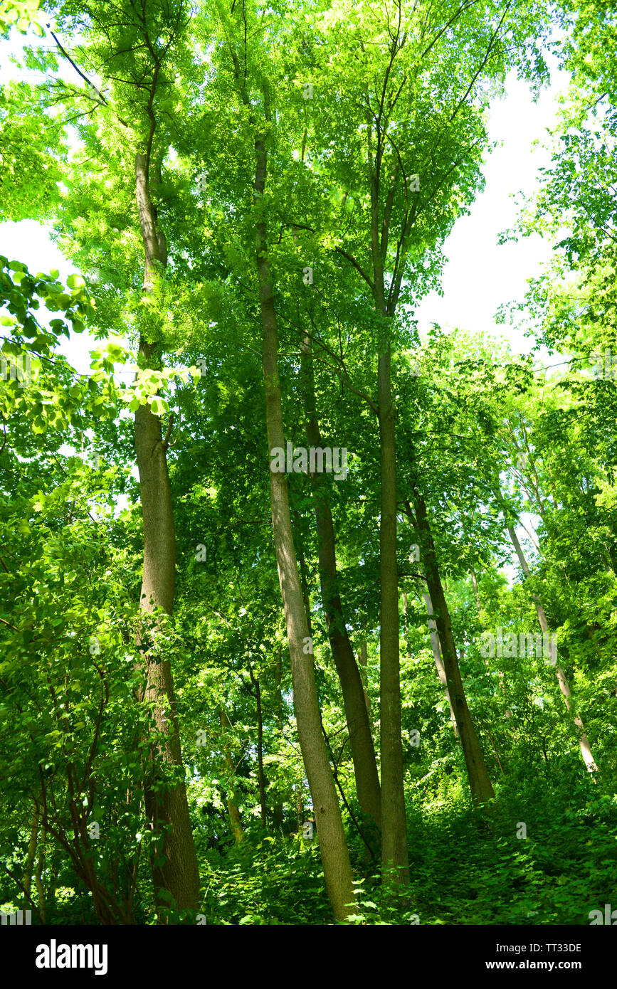 Beautiful trees in forest Stock Photo - Alamy
