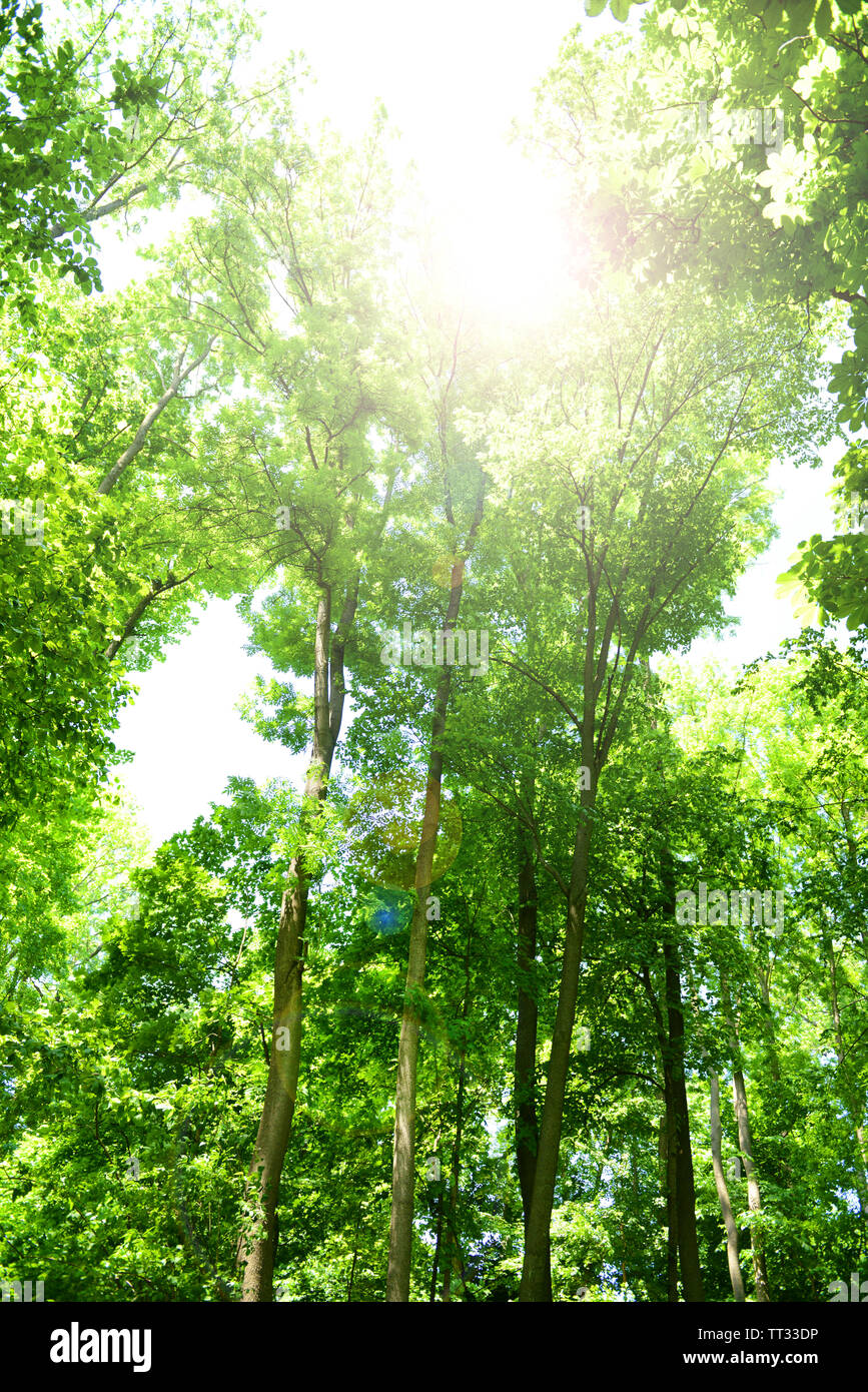 Beautiful trees in forest Stock Photo - Alamy