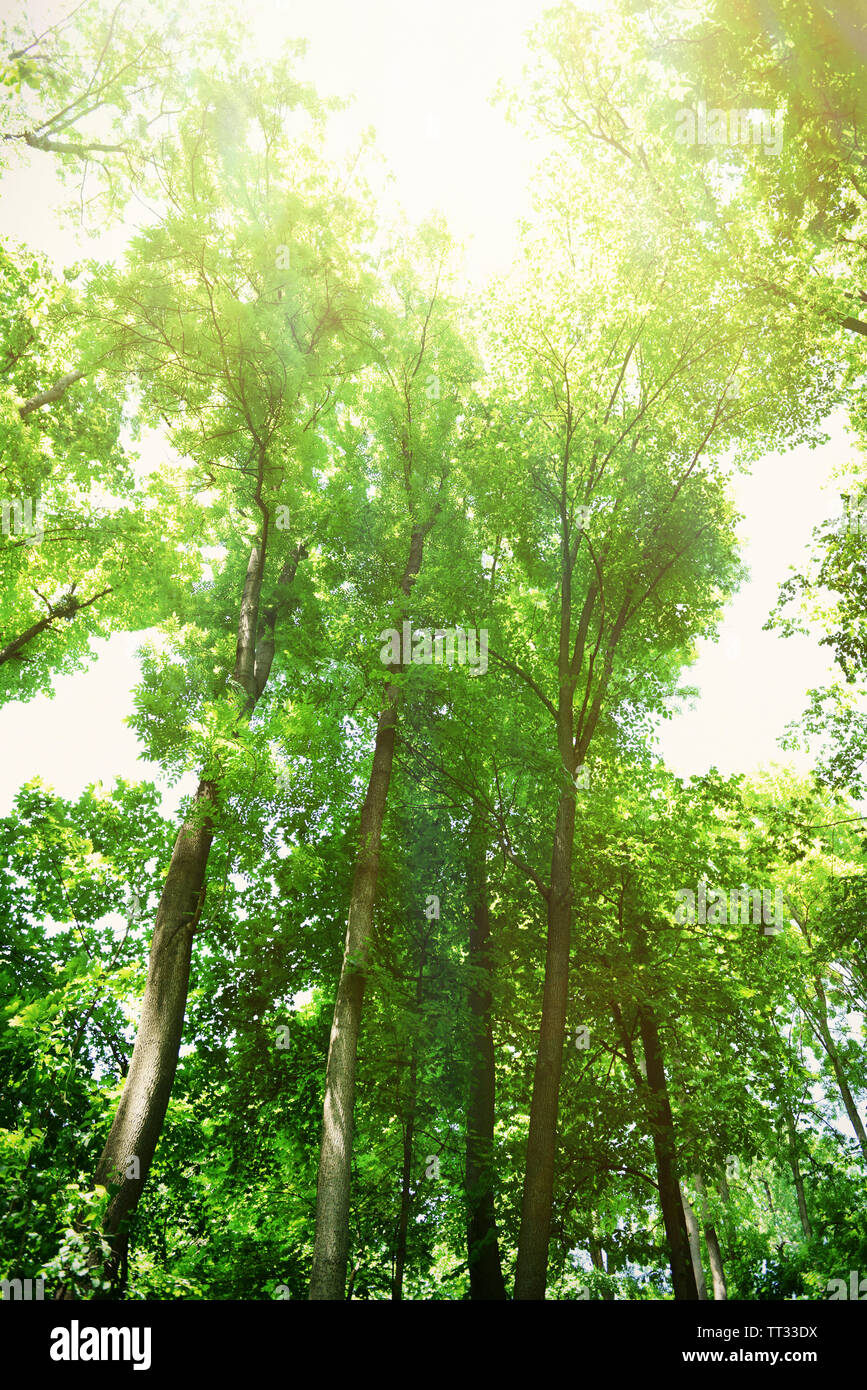 Beautiful trees in forest Stock Photo - Alamy