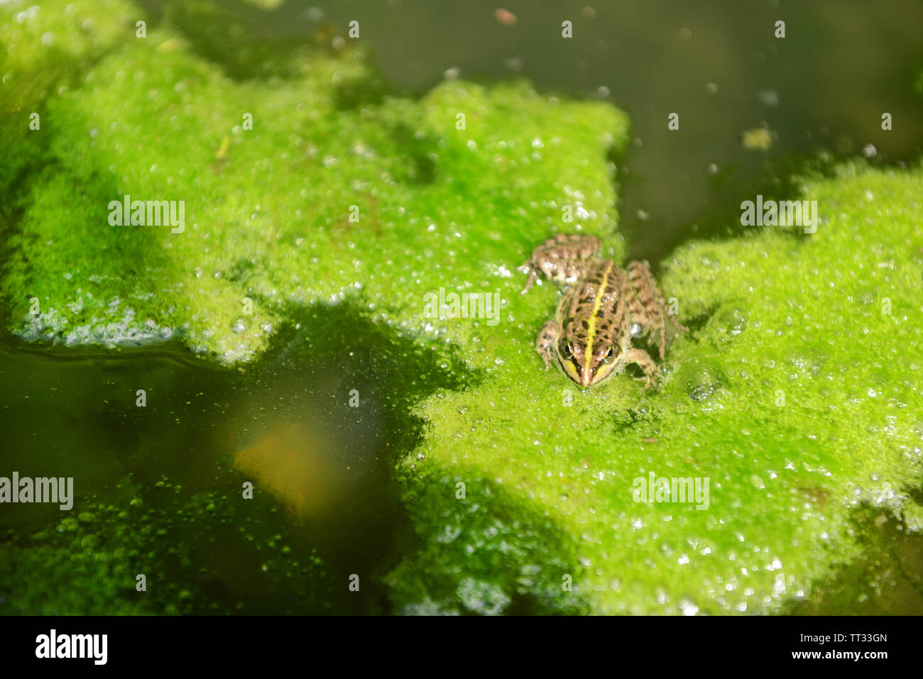 Frog in water Stock Photo - Alamy