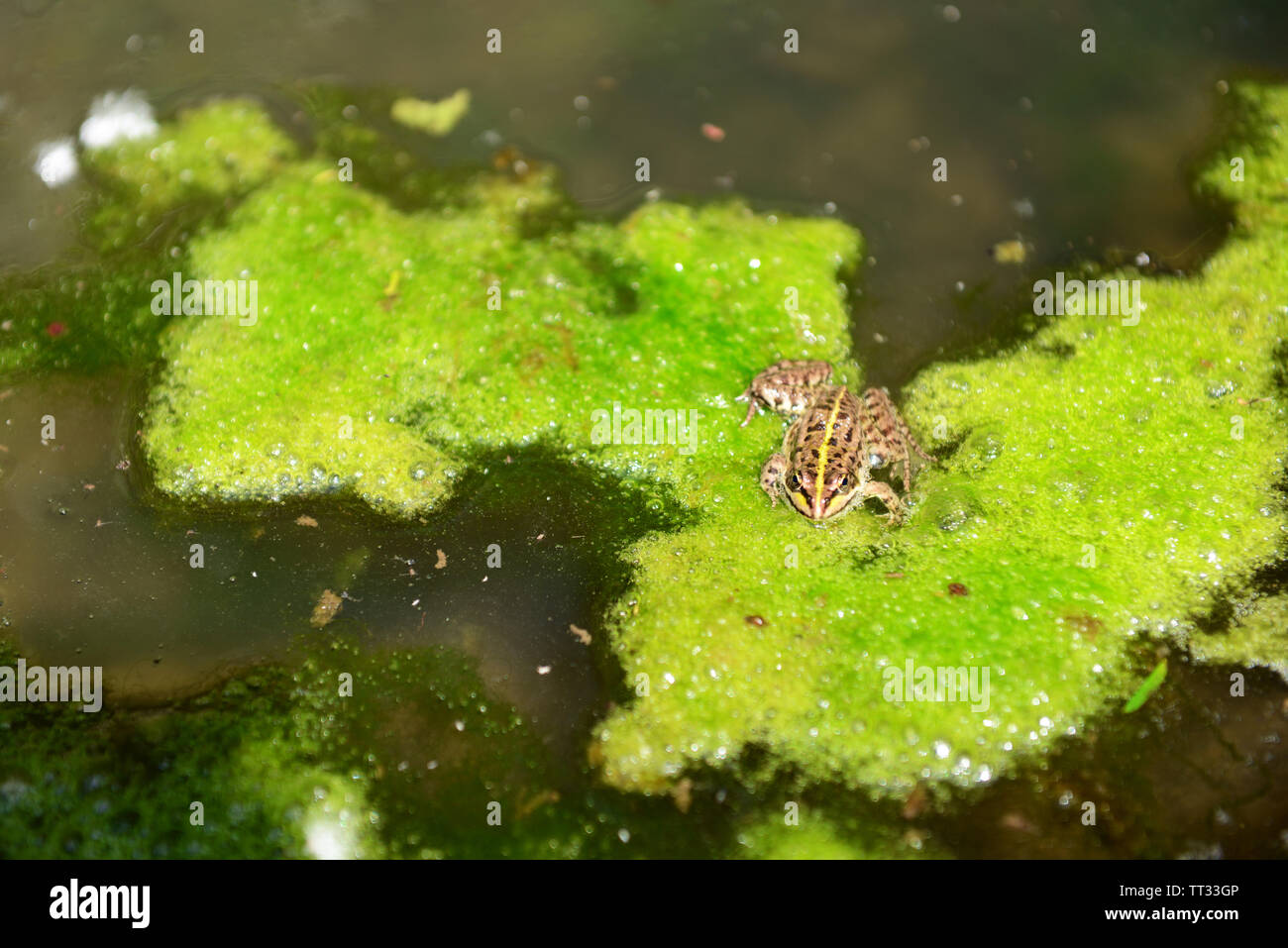 Frog in water Stock Photo - Alamy