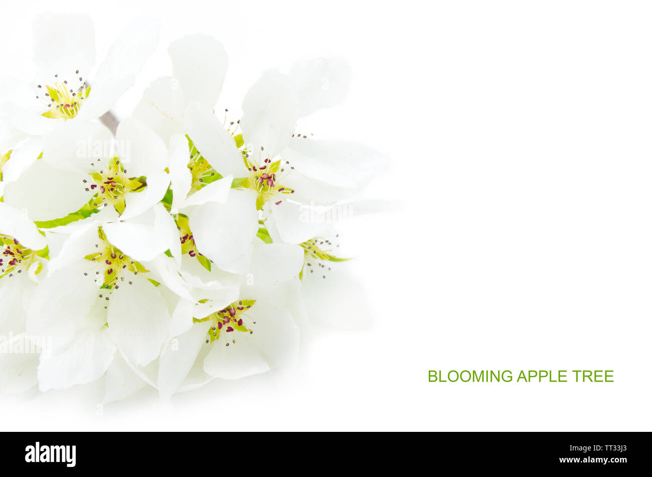 Blooming branches of apple on white background close-up Stock Photo - Alamy