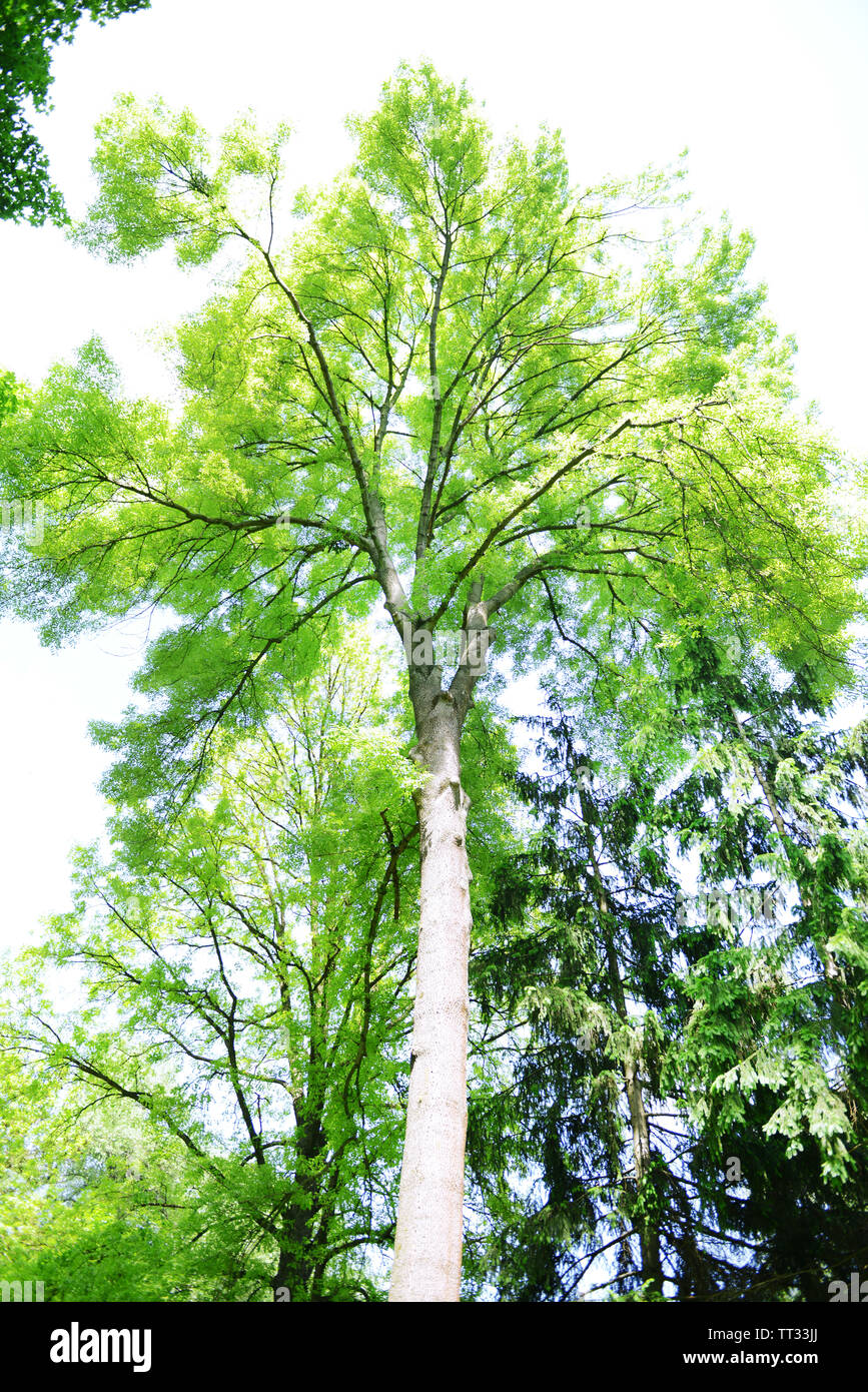 Beautiful trees in forest Stock Photo - Alamy