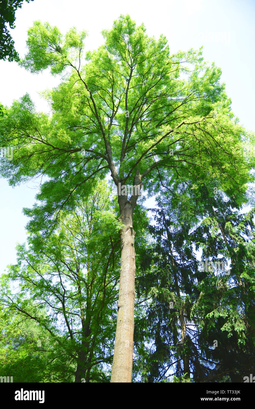 Beautiful trees in forest Stock Photo - Alamy