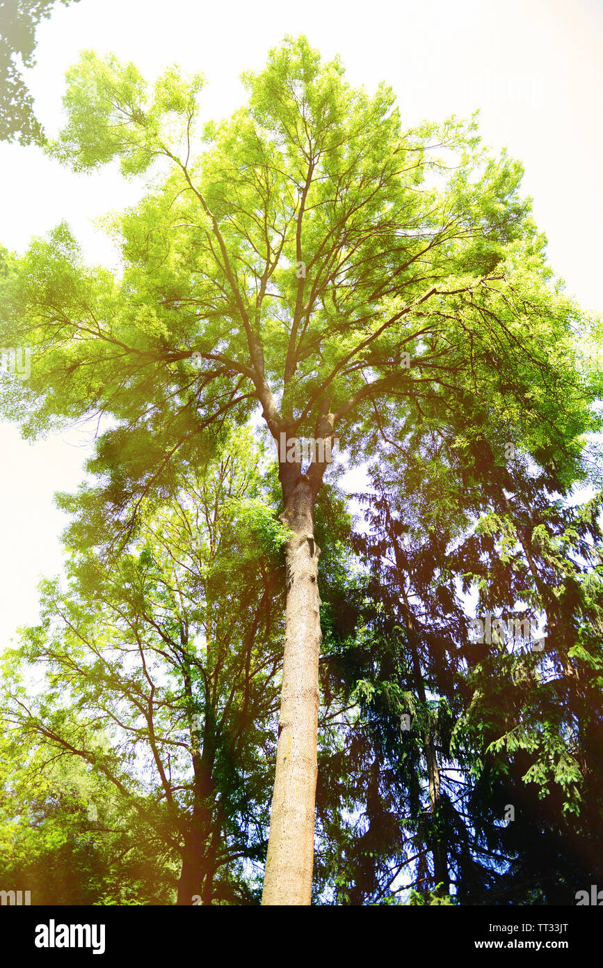 Beautiful trees in forest Stock Photo - Alamy