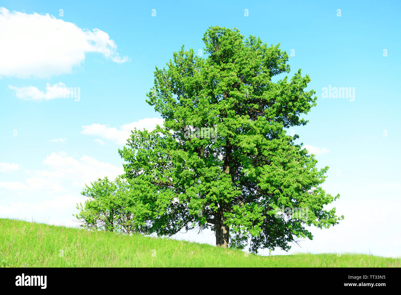 Lone tree in field Stock Photo - Alamy
