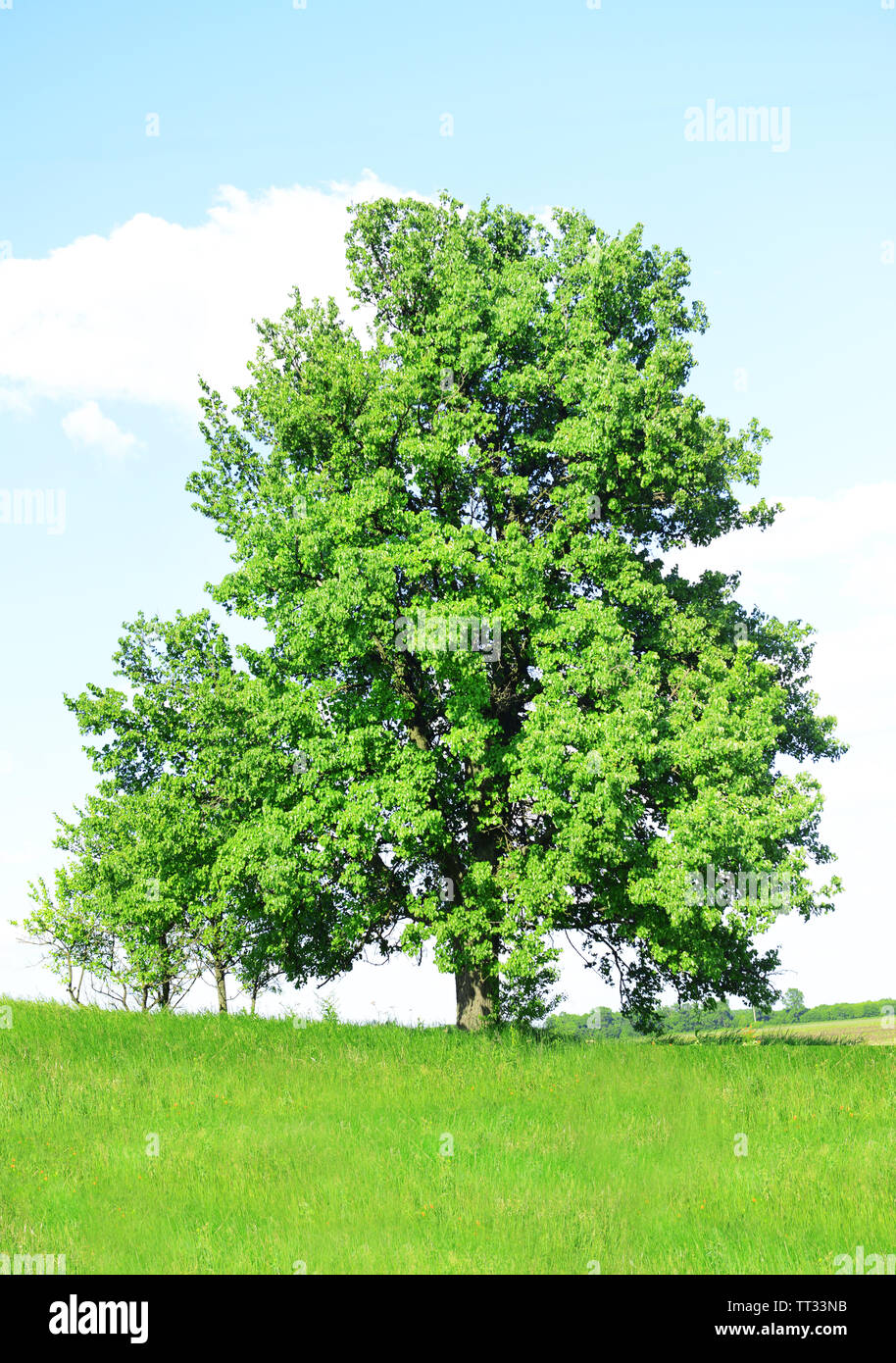 Beautiful spring landscape with lonely tree in the field Stock Photo ...