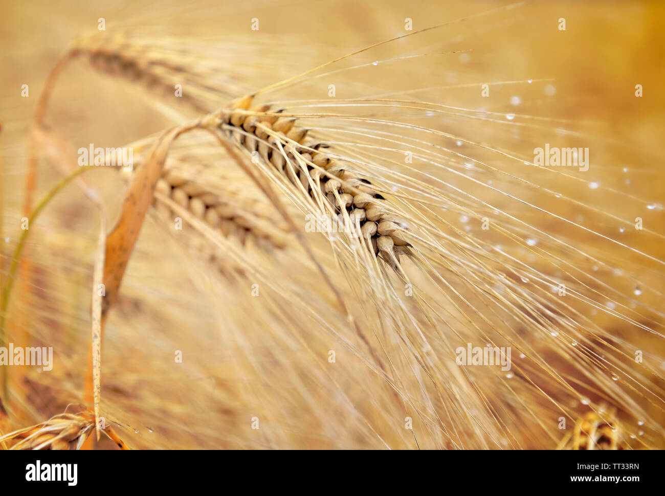 close on a golden ear of grain with water drops in a field Stock Photo ...