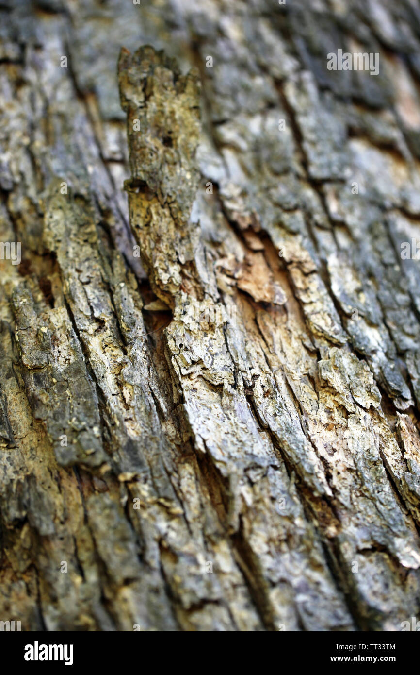 Tree bark texture background Stock Photo - Alamy