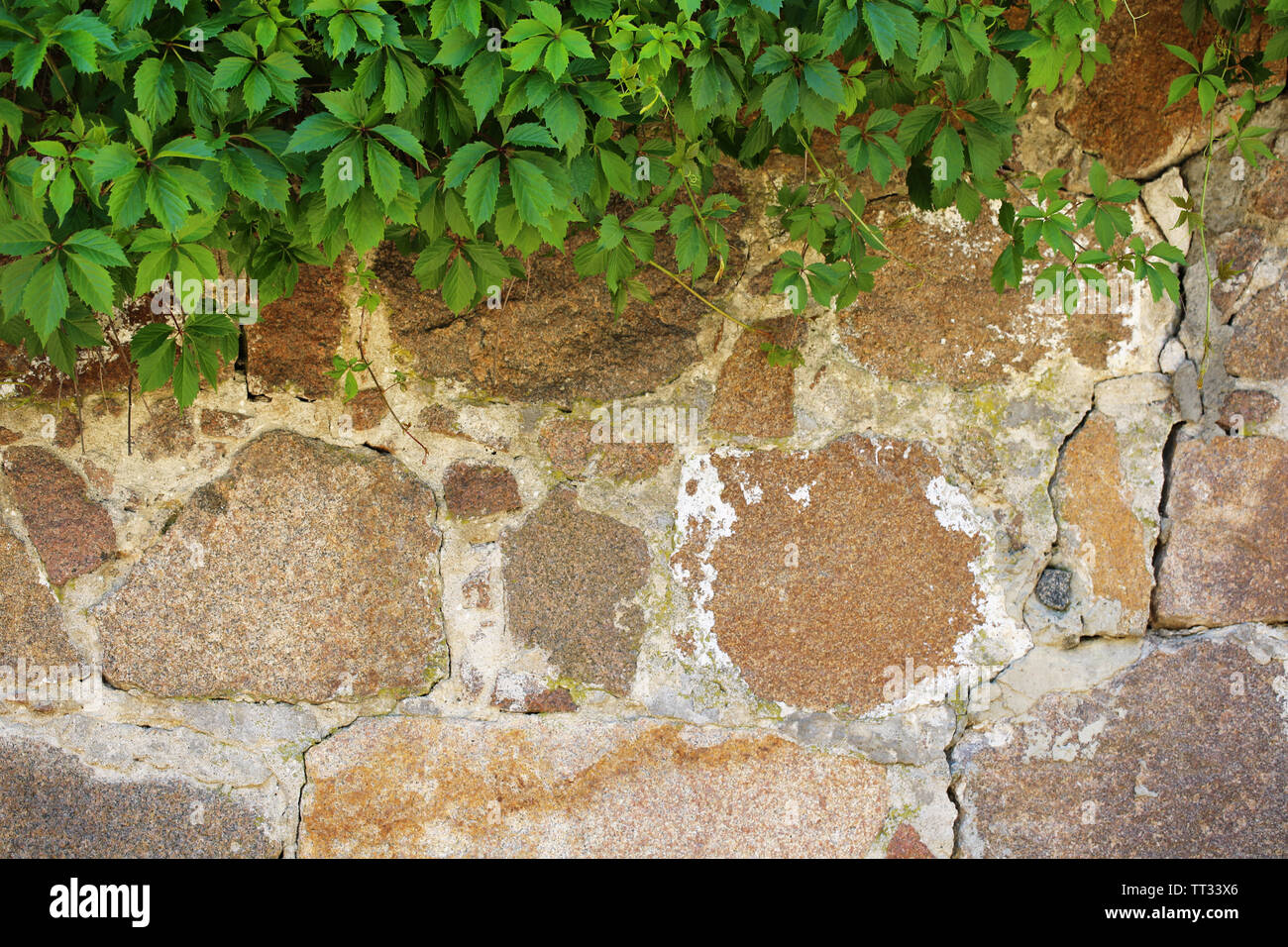 Green leaves bushes on wall Stock Photo - Alamy