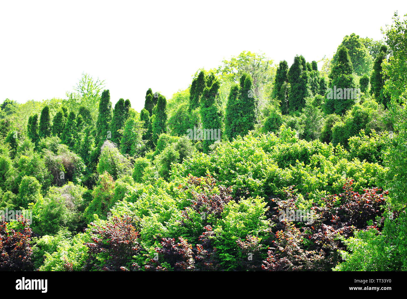 Green nature landscape Stock Photo - Alamy