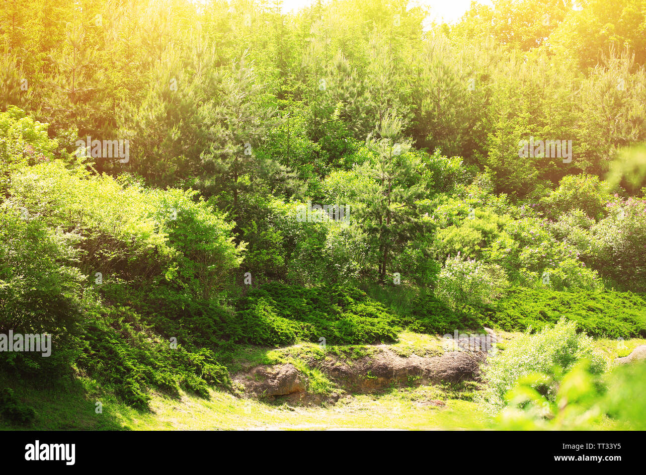 Green nature landscape Stock Photo - Alamy