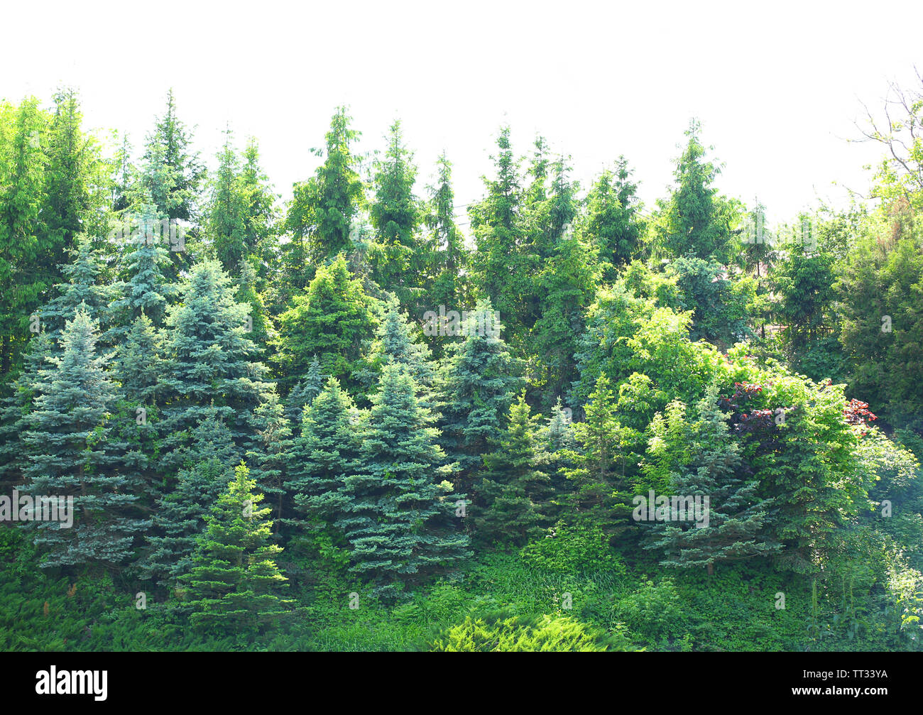Trees in green nature landscape Stock Photo - Alamy