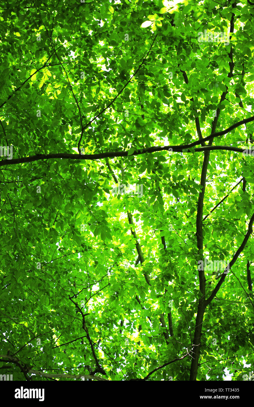 Beautiful trees in forest Stock Photo - Alamy