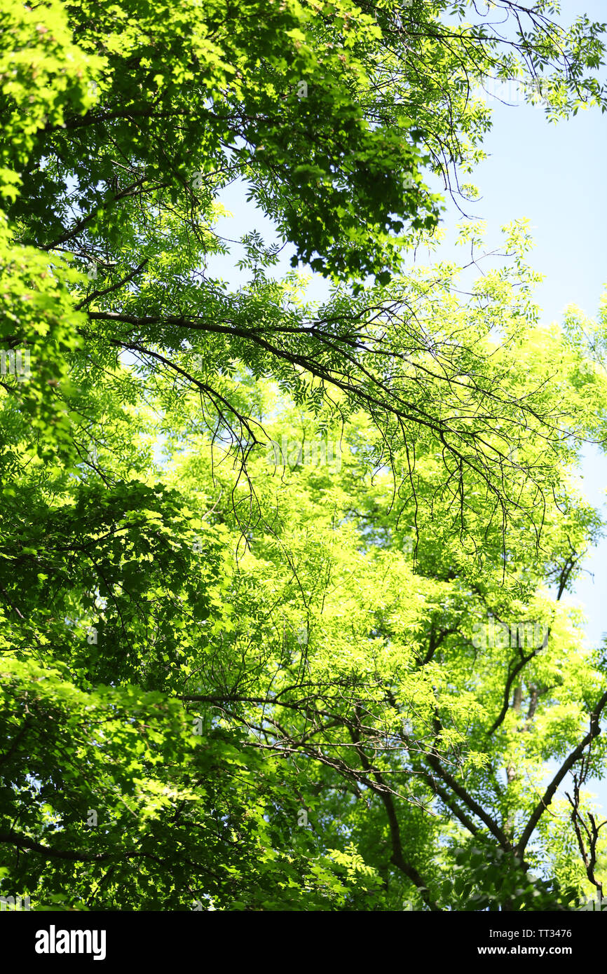 Beautiful trees in forest Stock Photo - Alamy