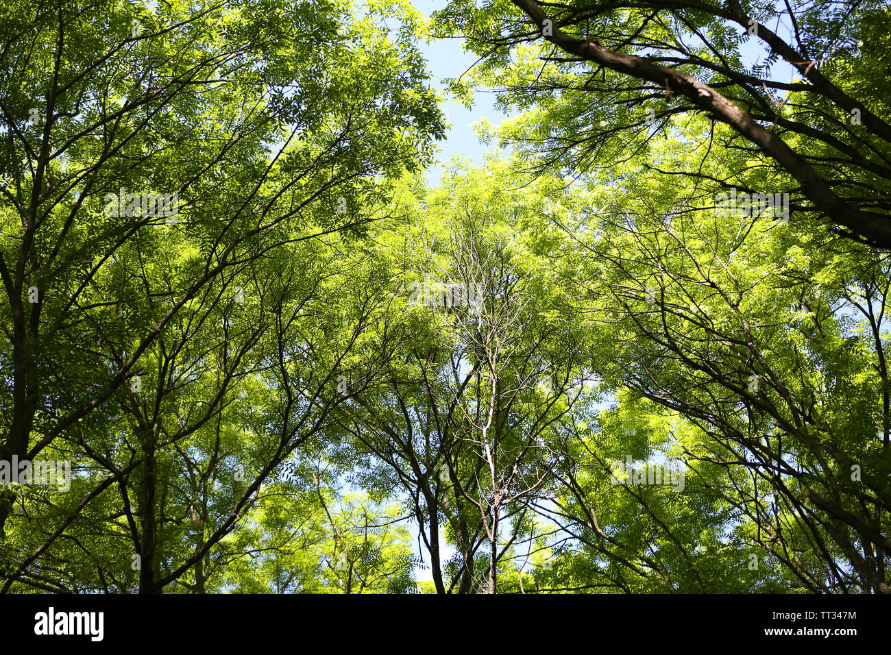 Beautiful trees in forest Stock Photo - Alamy