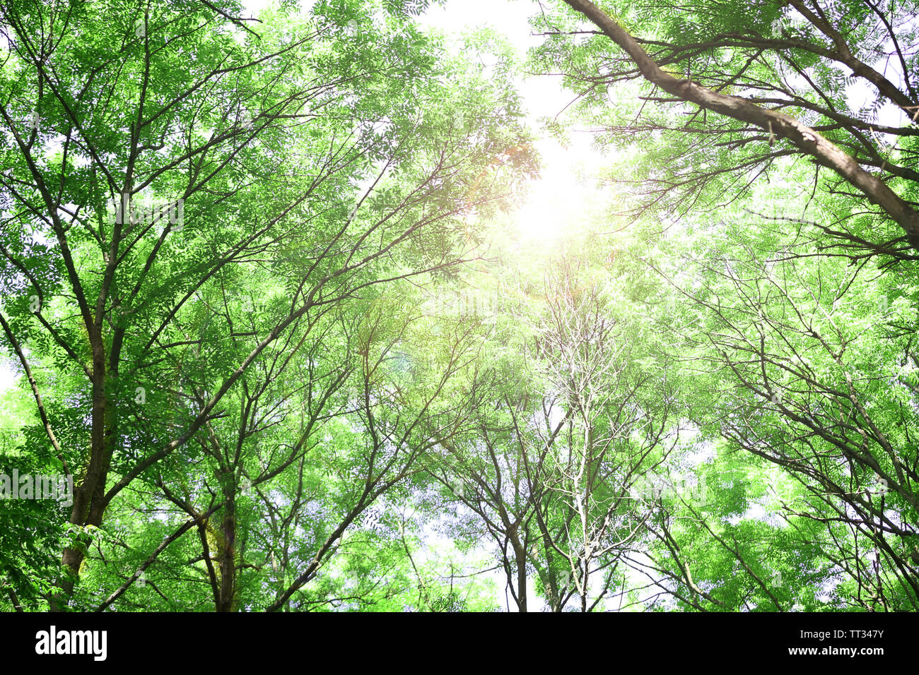 Beautiful trees in forest Stock Photo - Alamy