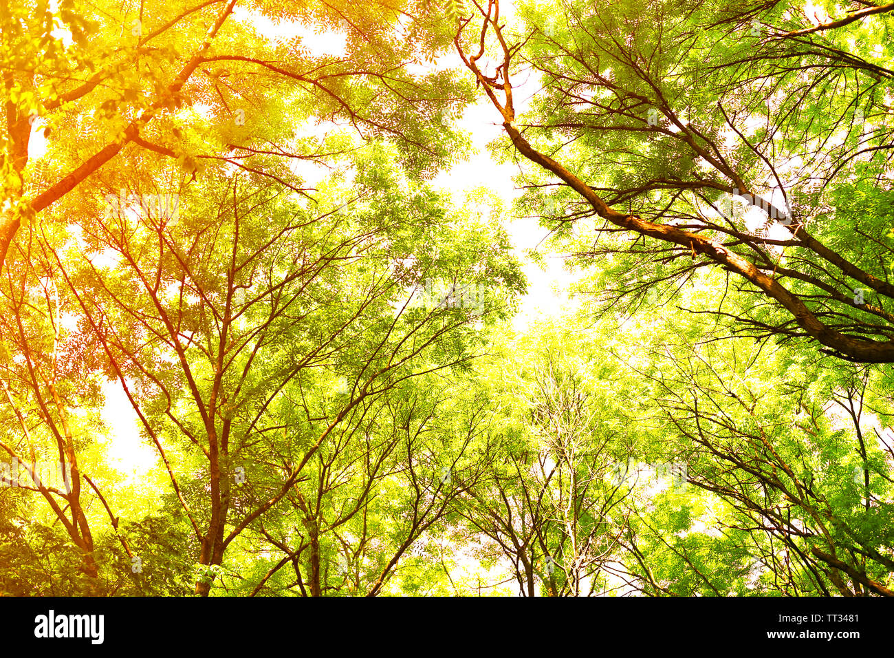 Beautiful trees in forest Stock Photo - Alamy