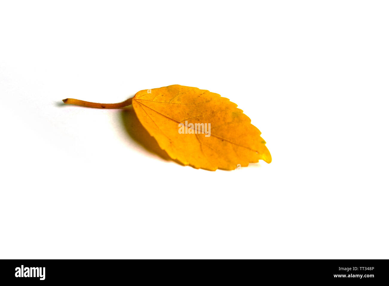 Yellow old leaf isolated on a white background Stock Photo - Alamy