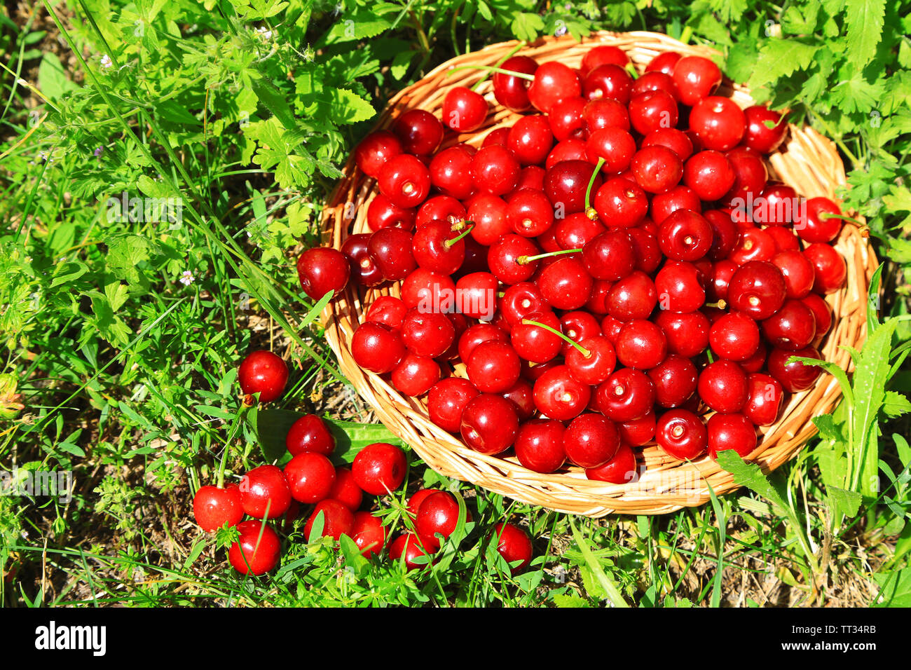 Sweet cherries on wicker stand on grass background Stock Photo - Alamy