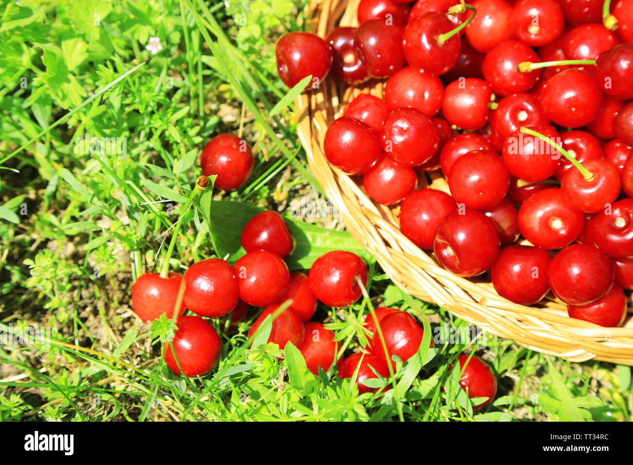 Sweet cherries on wicker stand on grass background Stock Photo - Alamy