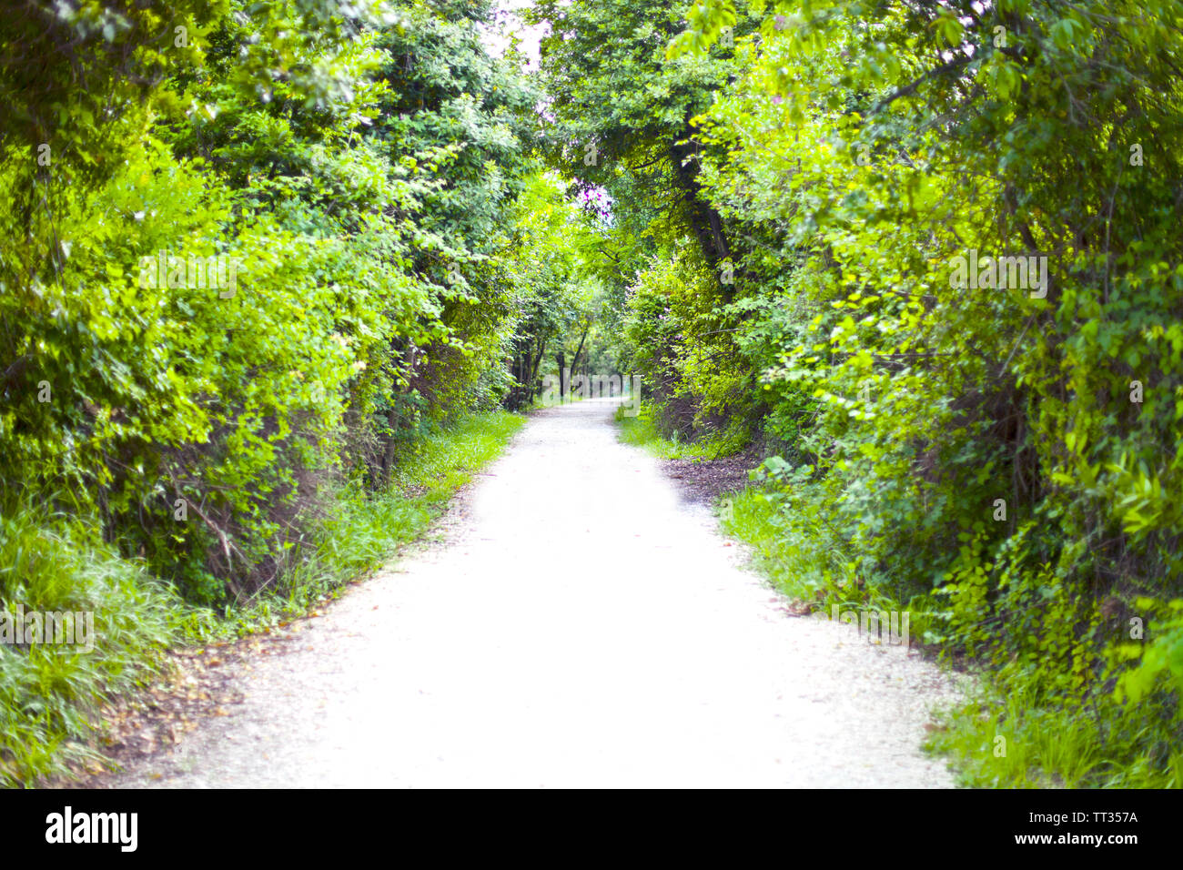 Walkway lane path with green trees in summer forest. Beautiful alley ...