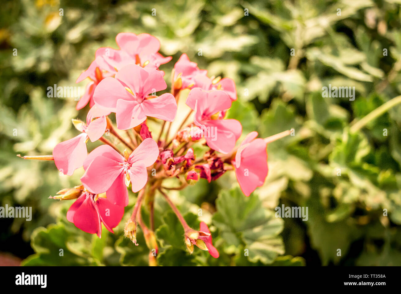 Indian lily moth hi-res stock photography and images - Alamy