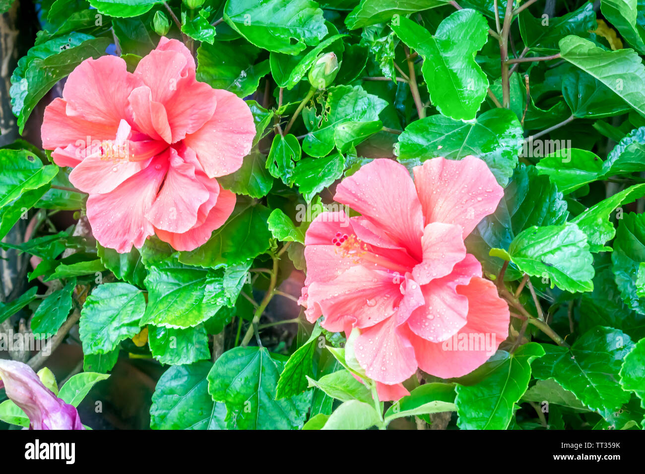Tulip tree beauty moth hi-res stock photography and images - Alamy