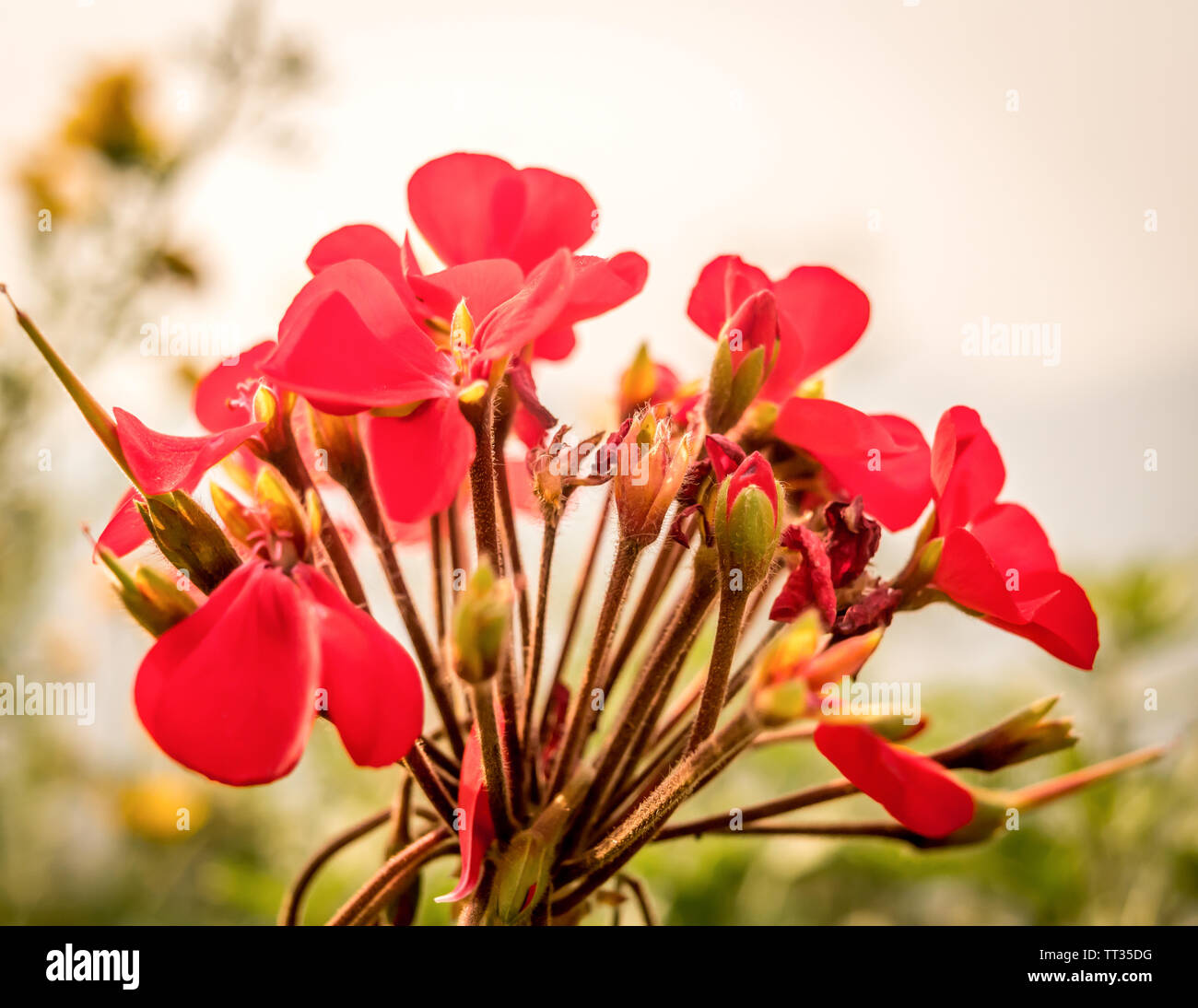 Canna Lily or Canna lily, also called Indian shot, African arrowroot ...