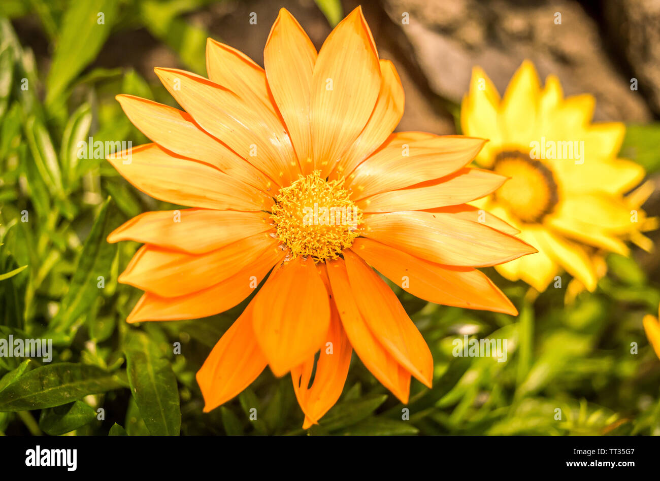 English Marigold flower (Calendula officinalis) also called pot ...