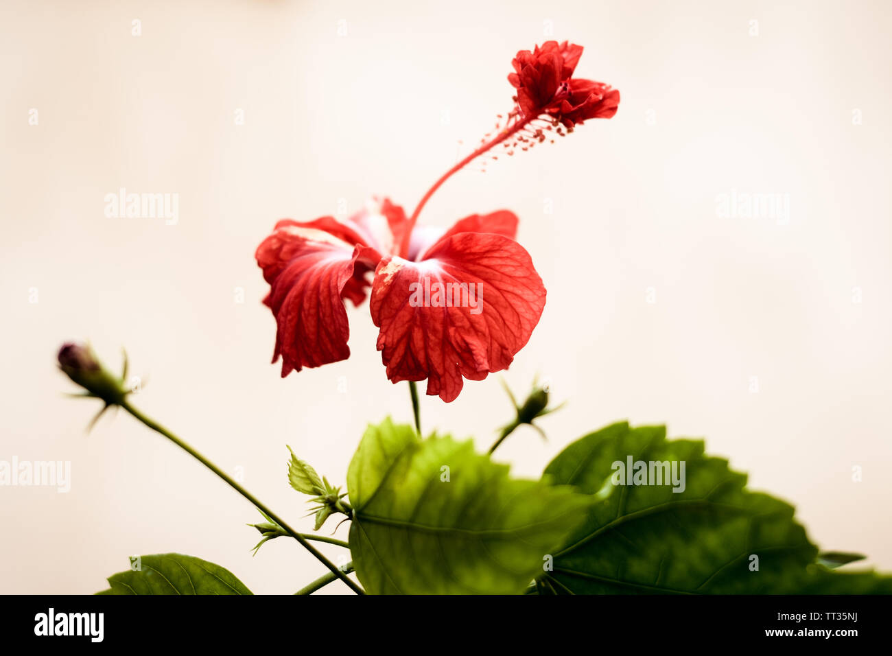 One Chaba flower (Hibiscus rosa-sinensis) chinese rose, red color, with ...