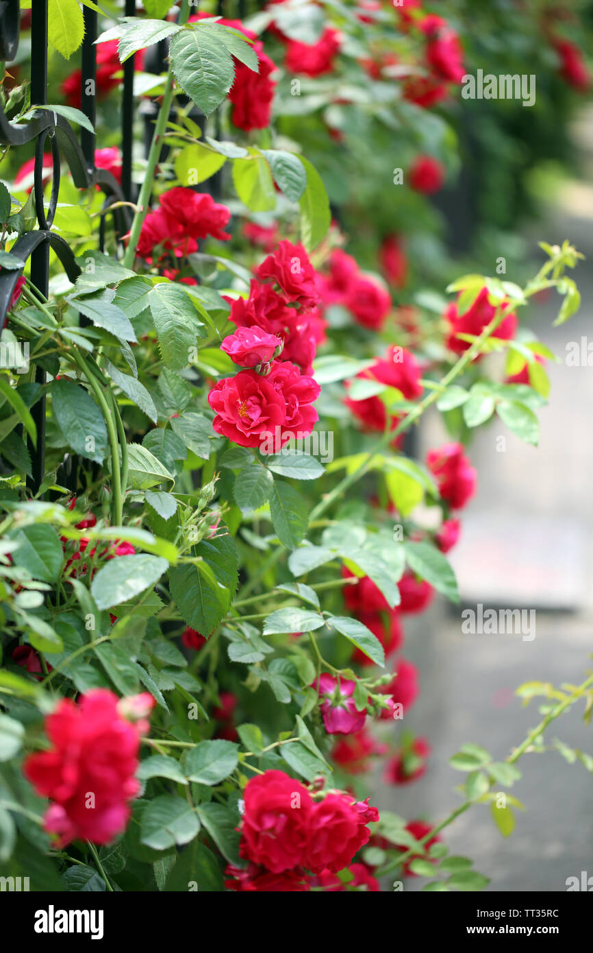 Beautiful roses on green bush Stock Photo - Alamy