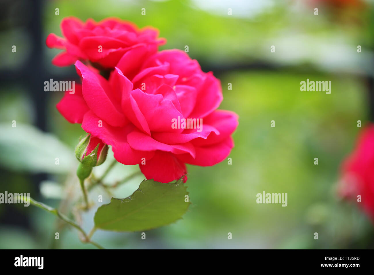 Beautiful rose on green bush Stock Photo - Alamy