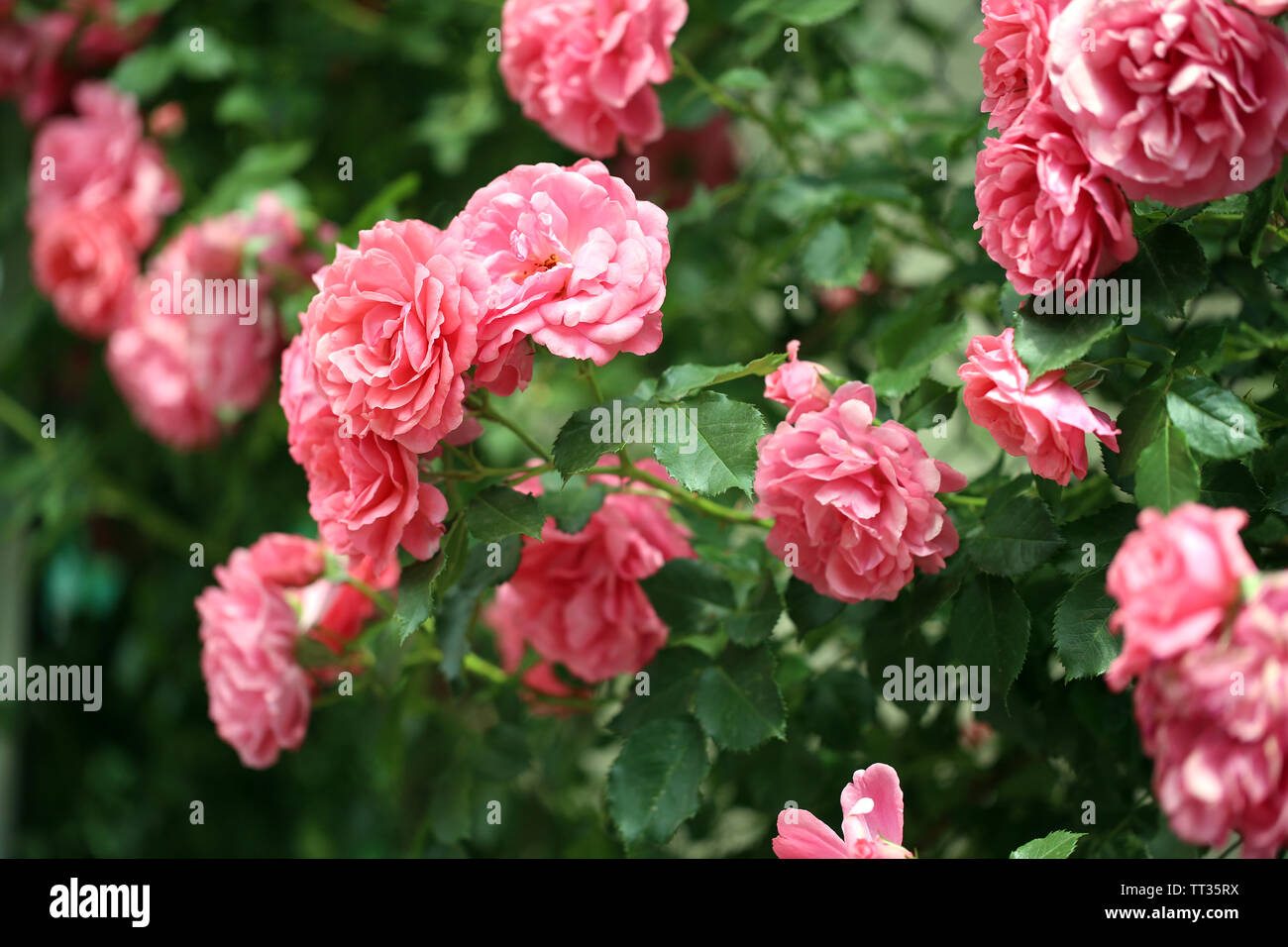Beautiful roses on green bush Stock Photo - Alamy