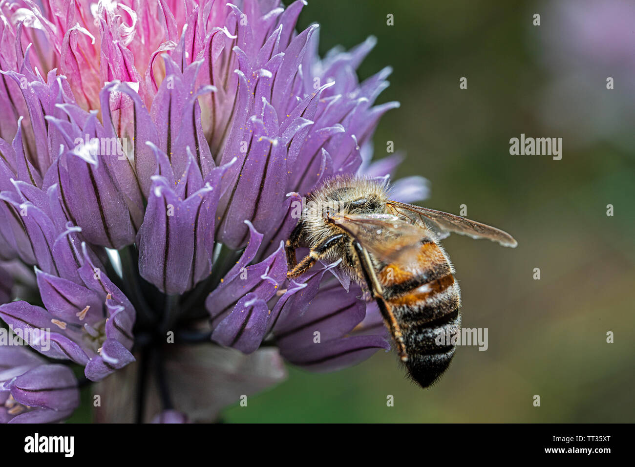 Blue chive hi-res stock photography and images - Alamy