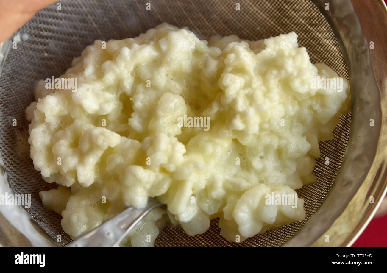 Close-up image of Kefir granules as they are separated from fermented ...