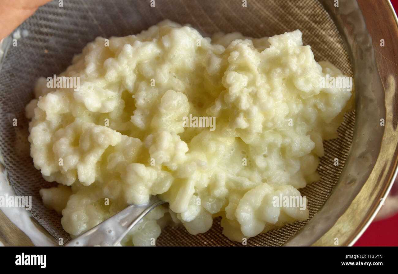 Close-up image of Kefir granules as they are separated from fermented ...