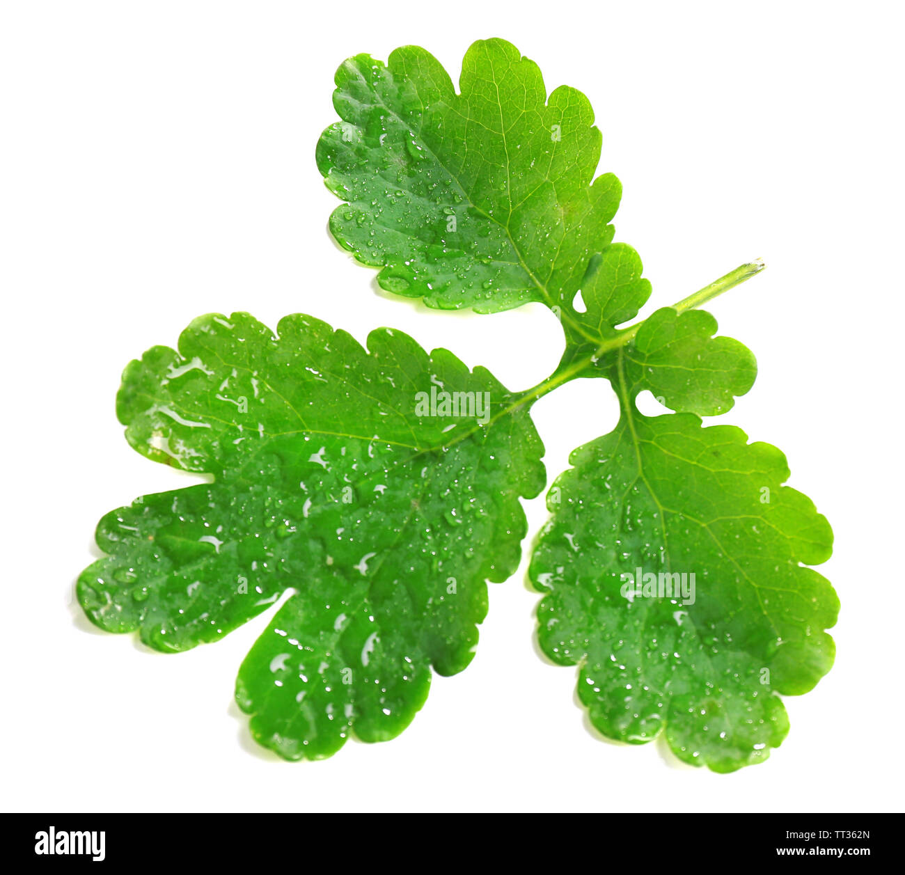 Wet leaves on tree branch Cut Out Stock Images & Pictures - Alamy
