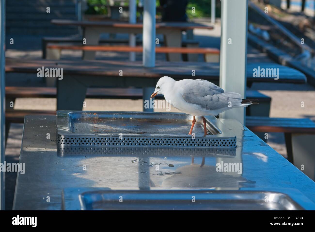Australian seagull hi-res stock photography and images - Alamy